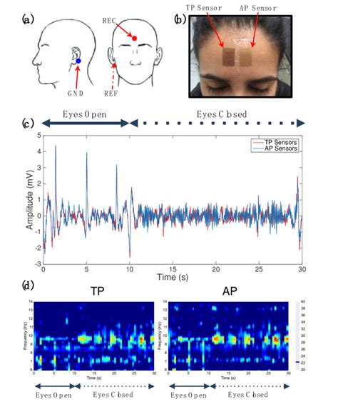 Electrophysiological Comparison Of Sensors A Eeg Testing Electrode