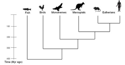 The Phylogenetic Tree Below Shows The Evolutionary Relationships For Several Vertebrate Groups