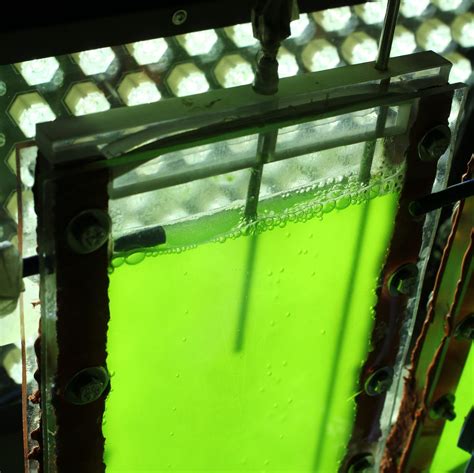 Microalgae Cultivation Bierlab
