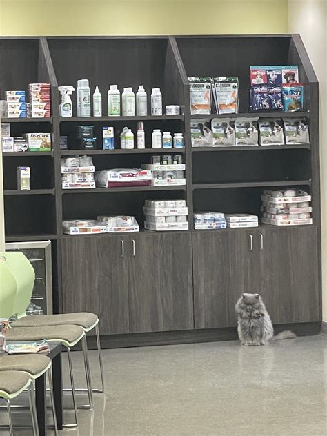 Tiny Manager In A Big Office Rtinycatsinbigspaces