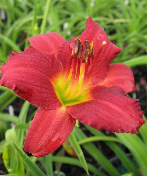 Pardon Me Daylily Bower And Branch