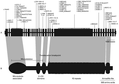 Aspm Gene Protein And Sites Of Autosomal Recessive Primary