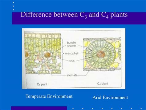 PPT Late Pleistocene C Plant Dominance And Summer Rainfall In The Southwestern U S