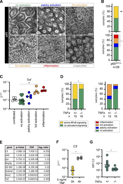 Tnf Mediated Epithelial Nf κb Activation Occurs Upon Bacterial Download Scientific Diagram