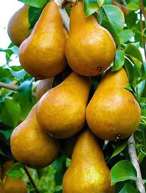 Груша Бере Боск | Pear, Winter fruit, Fruit