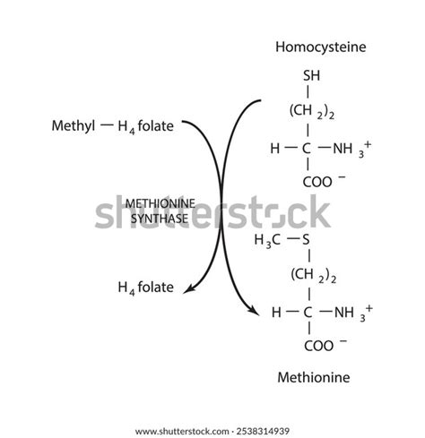 Diagram Showing Function Methionine Synthase Conversion Stock Vector Royalty Free 2538314939