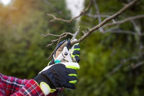 Tree Yard Maintenance Services Cincinnati OH AMTE
