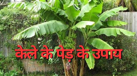 Kele Ke Ped Ka Upay Kaise Karein How To Please Lord Vishnu And Devguru Brihaspati Kele Ke Ped