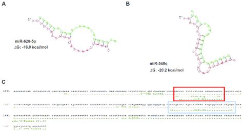 Identification Of Novel HLA G Regulatory MiRs By In Silico Based Download Scientific Diagram