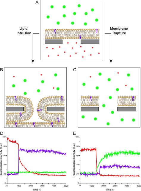 Event Classes Distinguished By Three Color Detection Translocated Download Scientific Diagram