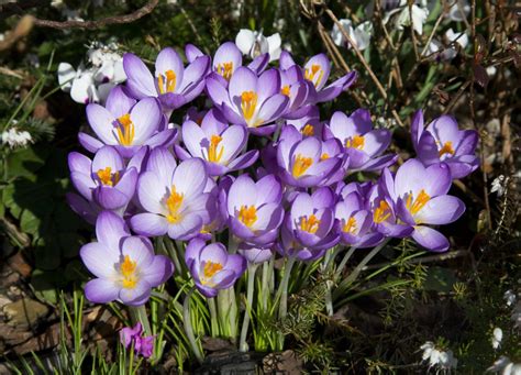 Красивые крокусы (шафраны) (108 фото)