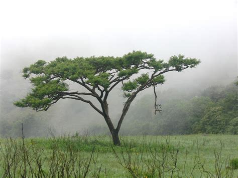 Misty Tree Free Stock Photo Public Domain Pictures