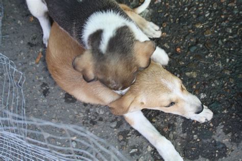 მოგეფერები რა ლეკვები ერთმანეთისადმი ძალიან თბილად და მეგ… Flickr