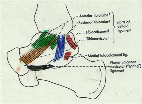 Deltoid Ligament Diagram Quizlet