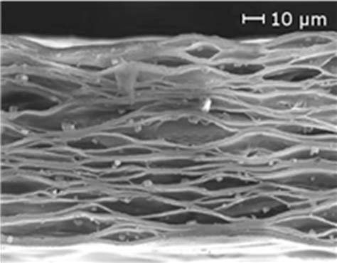 A Cellular Polypropylene CPP Films Have An Internal Structure With Download Scientific