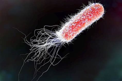 E Coli Infections Understanding The Causes Symptoms And Effective