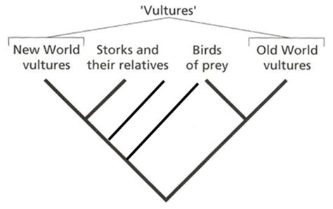7 Phylogeny Flashcards Quizlet