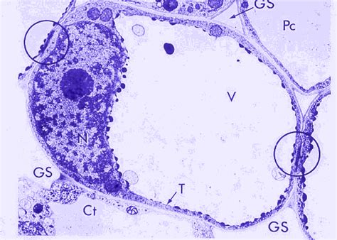 Endodermis Part Deux How The Casparian Strip Got Its Stripes