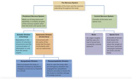 Psych Final Exam Flashcards Quizlet