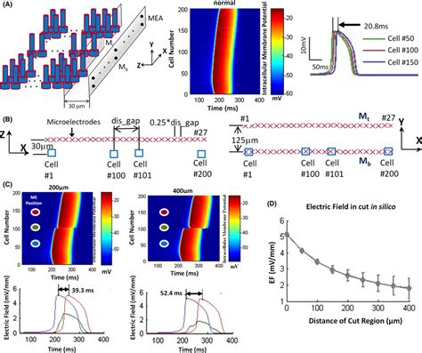 Computational Model Of The Hippocampal Network Coupled By Electric