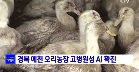 경북 예천 오리농장 고병원성 Ai 확진