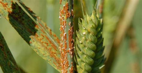 Minnesota Scientists Help Id Wheat Stem Rust Evolution
