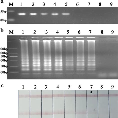 The Sensitivity Test Of Cronobacter Spp In Pif A Pcr B Loop Mediated