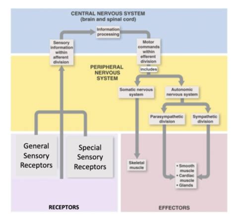 Nervous System Intro Neural Tissue Lecture Flashcards Quizlet