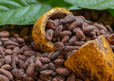 Cocoa Fertiliser Lead As Non Oil Exports Rise To 5 46bn