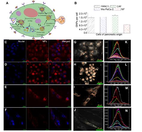 Gold Nanoparticles Gnps Uptake In Cancer Cells Vs Normal Cells A Download Scientific
