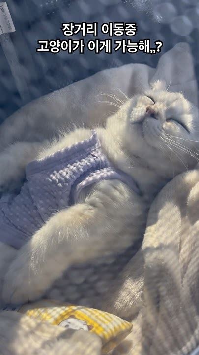 김보리 할부지네 가는중 생애 첫 장거리 4시간 이동이 힘들 것 같았는데 보리 성격이 너무 좋은가 봐요 껄껄😂😂😂🩵 고양이 고양이일상 Cat Youtube