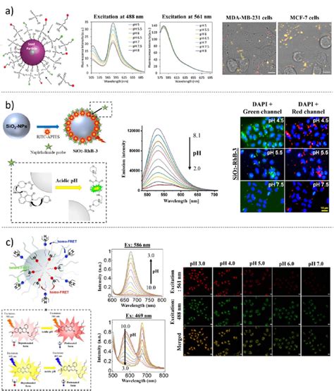 Examples Of Ph Sensing Ratiometric Nano Platforms A Left
