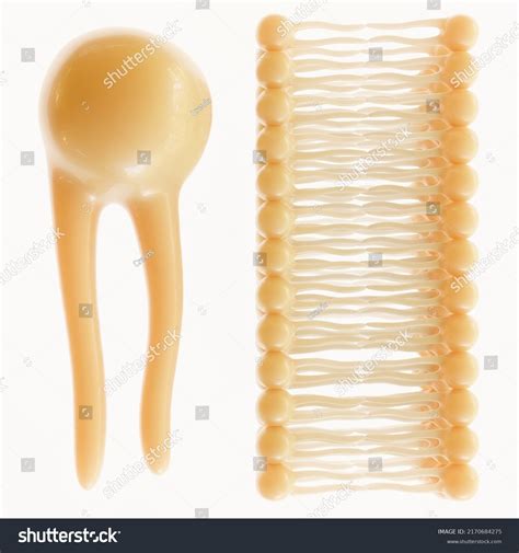 D Rendering Lipid Bilayer Cell Anatomy Stock Illustration Shutterstock