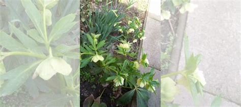 Морозник купить в Краснодаре | Товары для дома и дачи | Авито