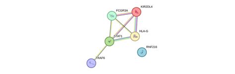 Kir2dl4 Gene Genecards Ki2l4 Protein Ki2l4 Antibody