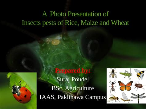 Pdf Pestinsect Identification Of Rice Maize And Wheat
