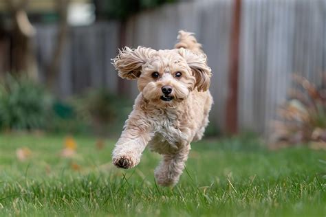 Cockapoo Running In The Yard Premium Ai Generated Image