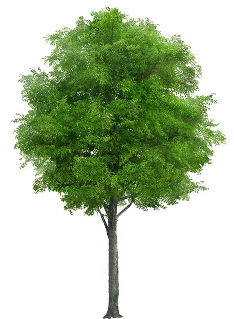 Hq Tree Clipart Png Transparent Tree Clipartpng Images Pluspng Images