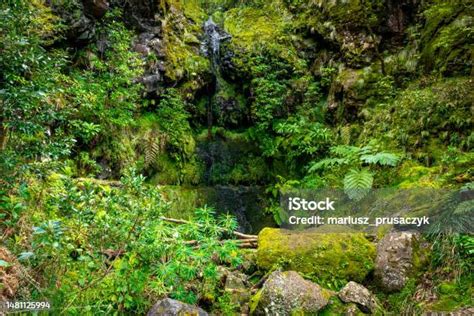 마데이라 전형적인 산책 및 하이킹 패치 레바다 도 후라도는 마데이라 섬에서 가장 인기 있는 레바다 투어 중 하나입니다 Ribeiro Frio에서 Portela까지 포르투갈