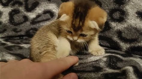 Шотландская вислоухая девочка цвет шиншилла Youtube