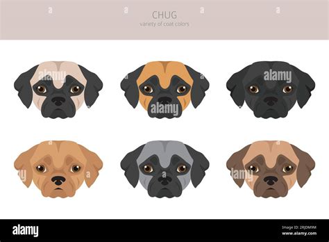 Chug Dog Stock Vector Images Alamy