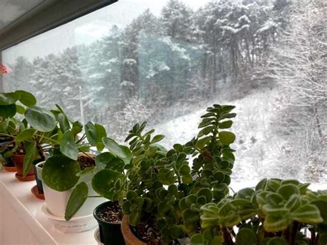 식물 성장등 일반 Led와 무엇이 다를까 Botanical House