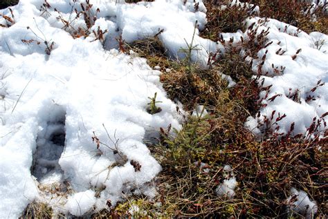 Pine Island Black Spruce Mn Dnr Great Lakes Silviculture Library