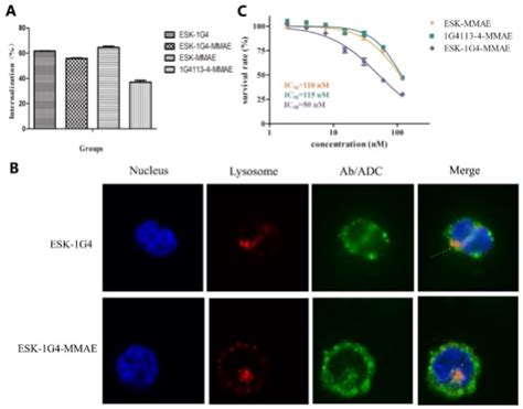 New Highlights Of Adc Targeting Intracellular Antigens—tcrm Adc Creative Biolabs Adc Blog