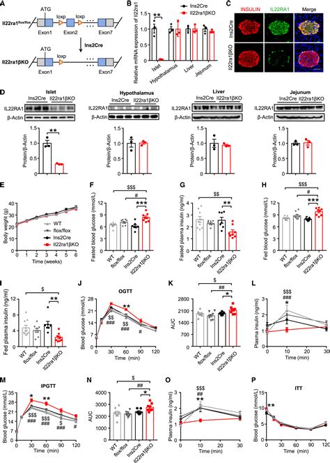 Pancreatic β Cell Interleukin 22 Receptor Subunit Alpha 1 Deficiency