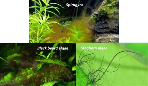 Common Algae In Freshwater Aquarium Hygger