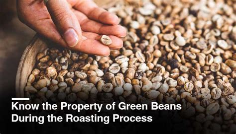 Know The Property Of Green Beans During The Roasting Process