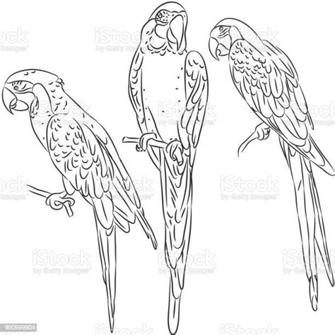 잉 꼬는 흰색 배경에 고립 된 블랙 스케치를 설정 합니다 벡터 앵무새에 대한 스톡 벡터 아트 및 기타 이미지 앵무새 라인아트 스케치 Istock
