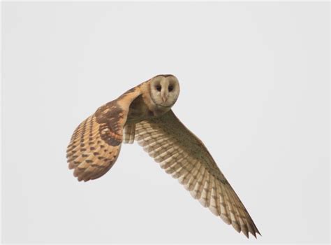 Vietnam Bird News Photos Of Grass Owl