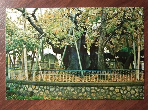 Grecja Kos Platan Hipokratesa Drzewo Oficjalne Archiwum